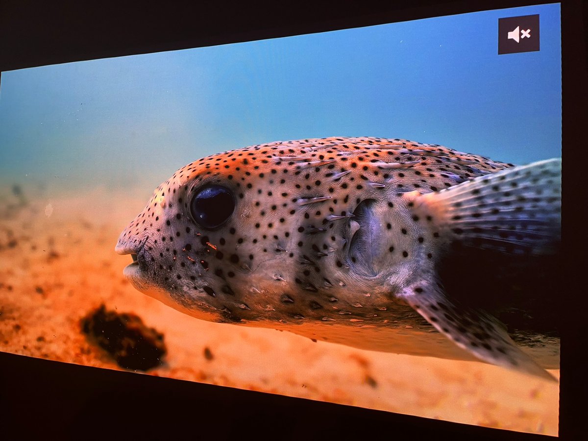 Test Valerion VisionMaster Pro 2 : le projecteur triple laser prêt à ...