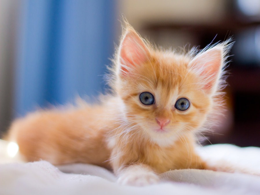 Revue de Web : des chatons, oui, mais avec des super-pouvoirs