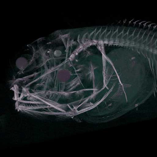 Trois nouvelles espèces de poissons découvertes à 7 km de profondeur