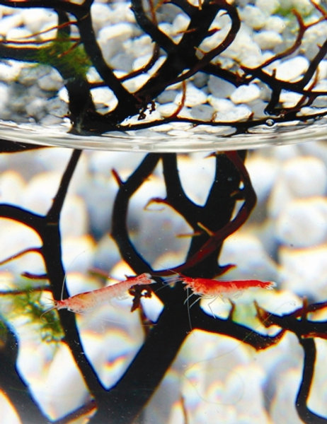 Idée cadeau | EcoSphere : un écosystème complet dans une sphère